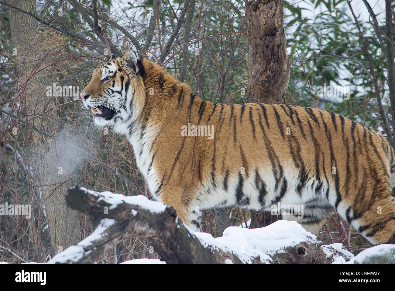 Heavy breath hi-res stock photography and images - Alamy