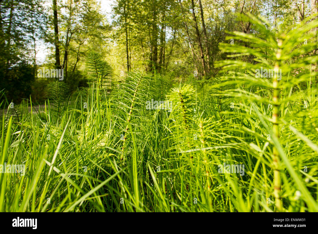 Lush fresh spring vegetation as springs arrives Stock Photo - Alamy