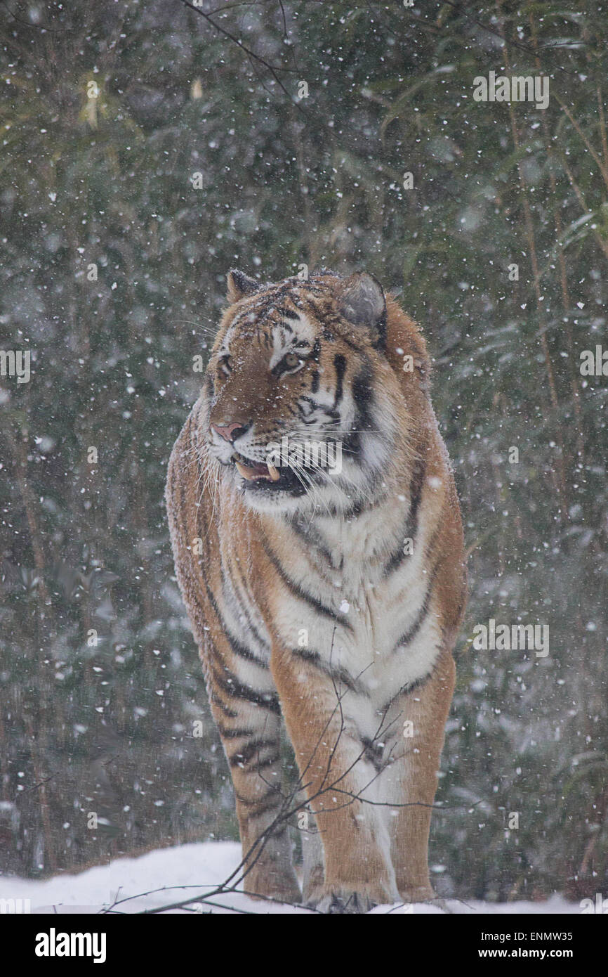 Wild Siberia- This cool Siberian tiger stops for a breather during a ...