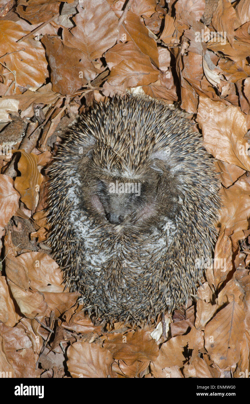 Hedgehog in a ball hi-res stock photography and images - Alamy