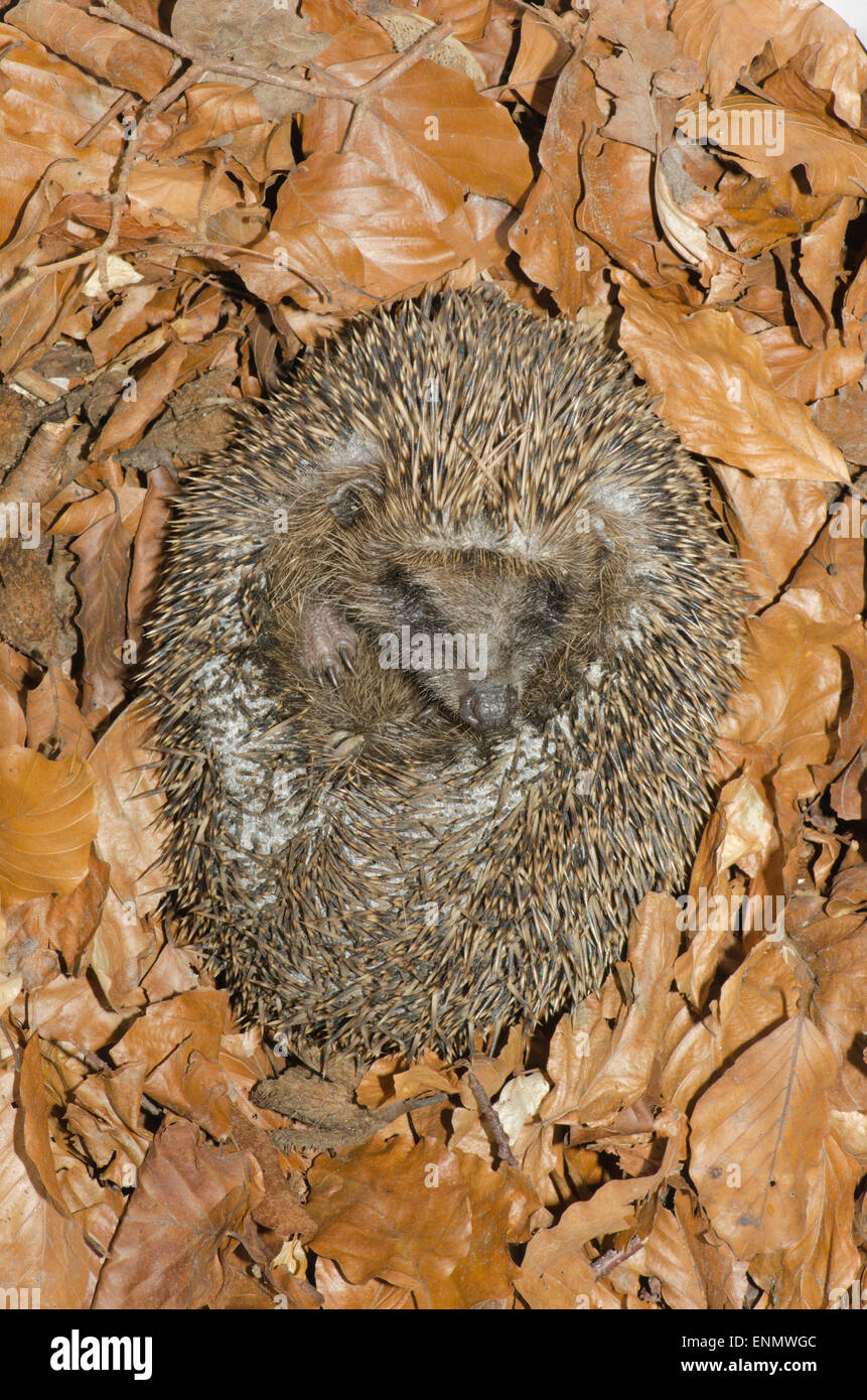 Hedgehog, Erinaceus europaeus, rolled up in a ball for protection. On ...