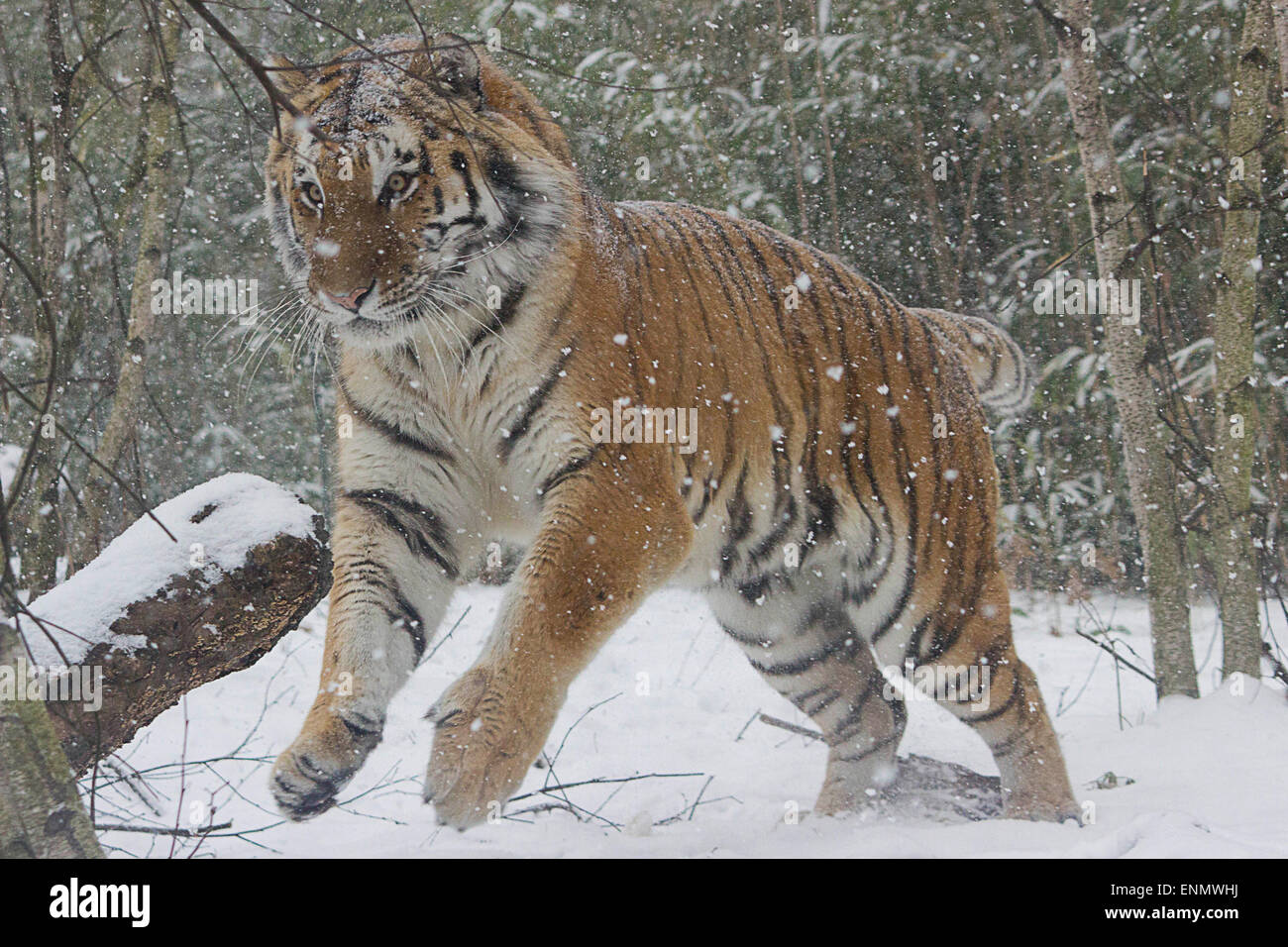 Blizzard Cat- Finally, the heavy snow to play in arrives 2:00p EST ...