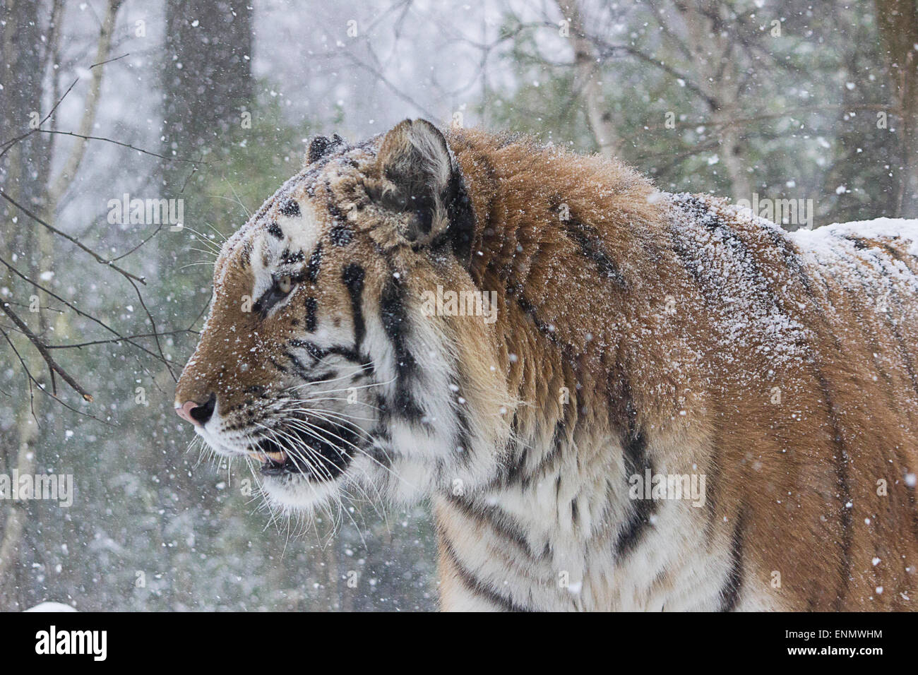 Siberian tiger- A large male Amur tiger stands steadfastly in the ...