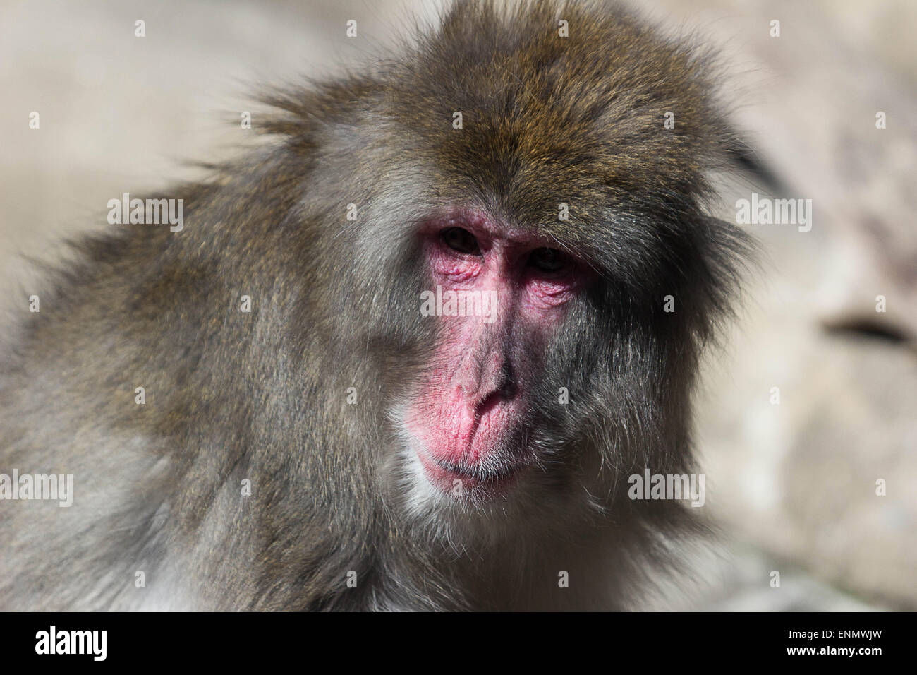 Snow monkey- On a cold & sunny spring day a male Japanese macaque looks ...