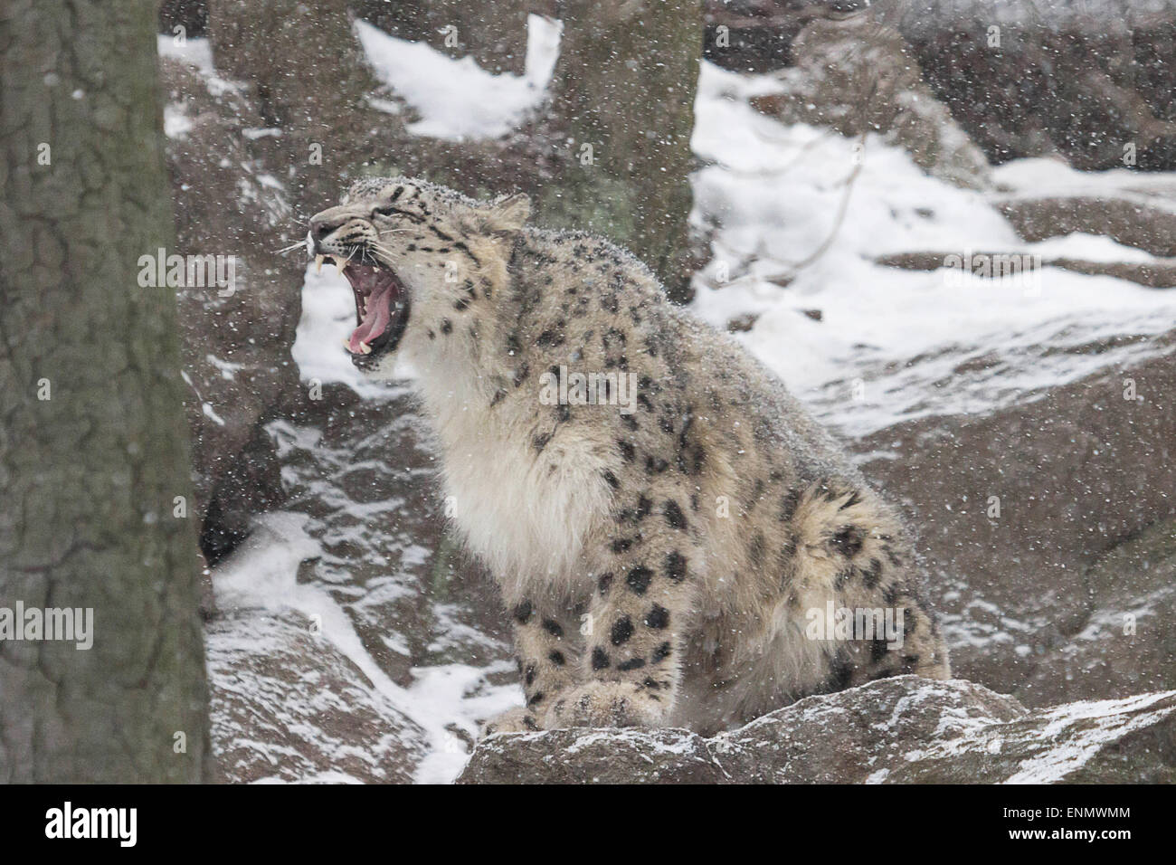Snow Leopard- A young snow leopard snarls from a rock at the bitterly ...