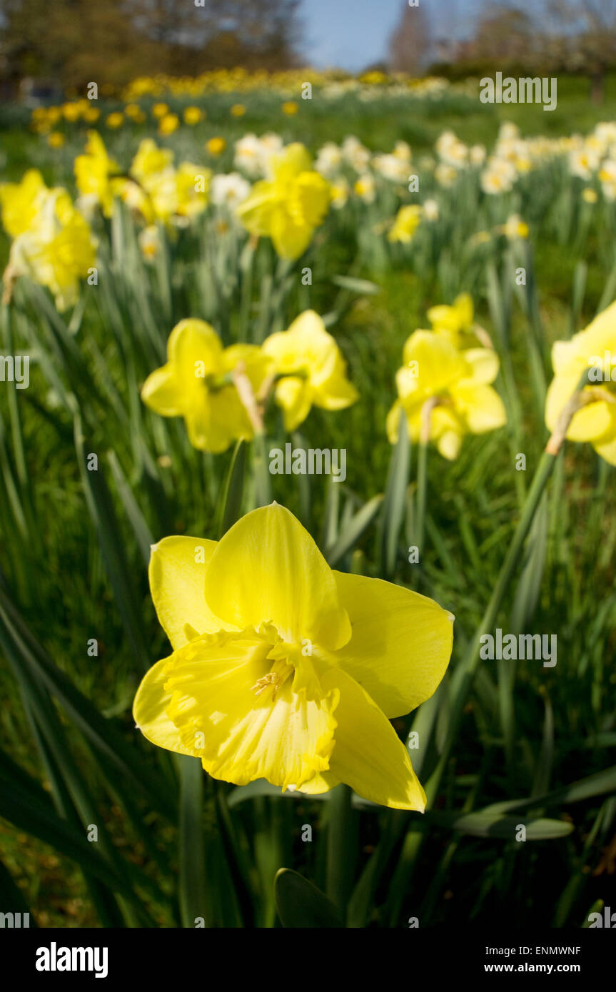 Fields of daffodils hi-res stock photography and images - Alamy