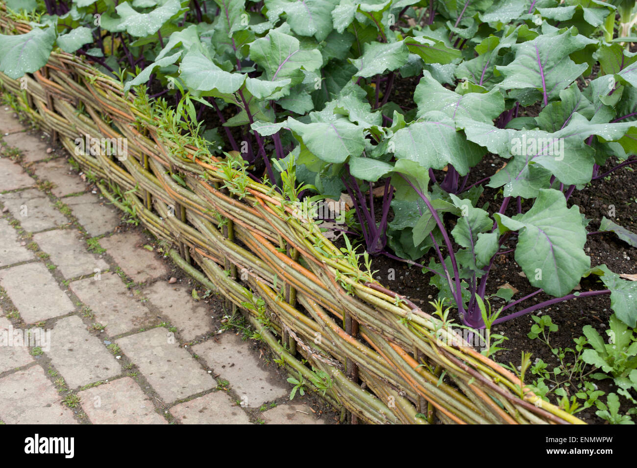 Woven willow panels hi-res stock photography and images - Alamy