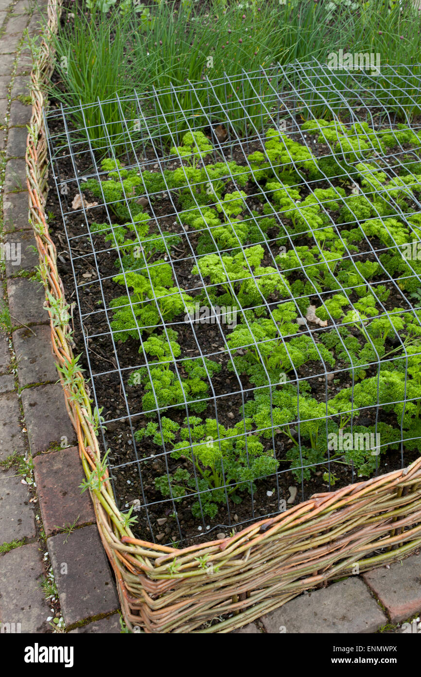 Protecting garden vegetables hi-res stock photography and images - Alamy