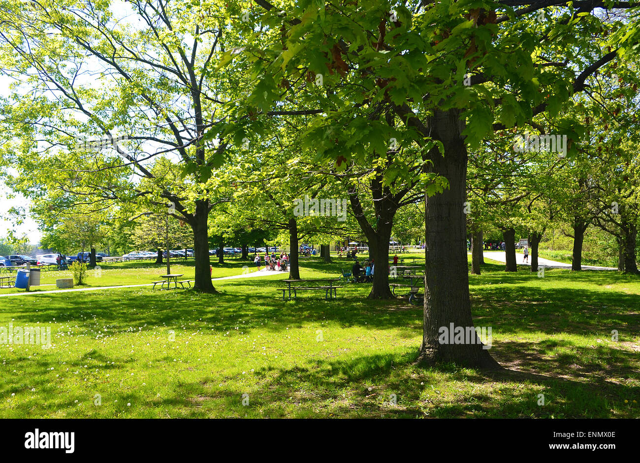 A nice sunny day in the park under big tree's Stock Photo - Alamy