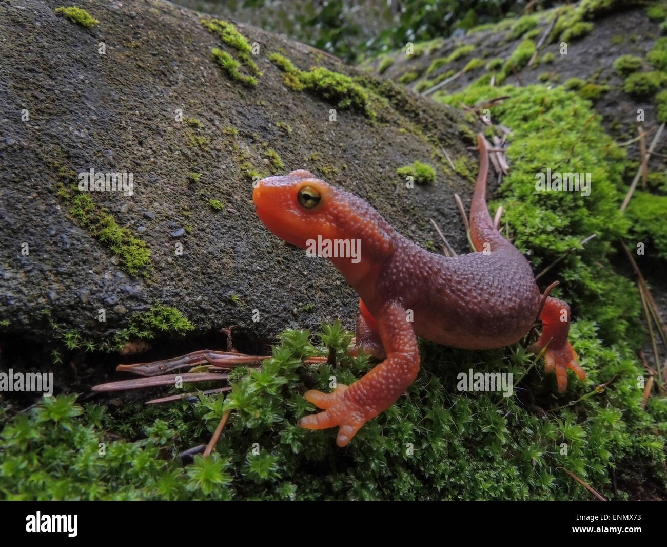 This California or Sierra Newt (Taricha torosa) is an amphipian who ...