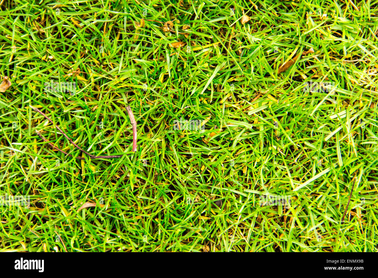Green grass in early spring Stock Photo - Alamy
