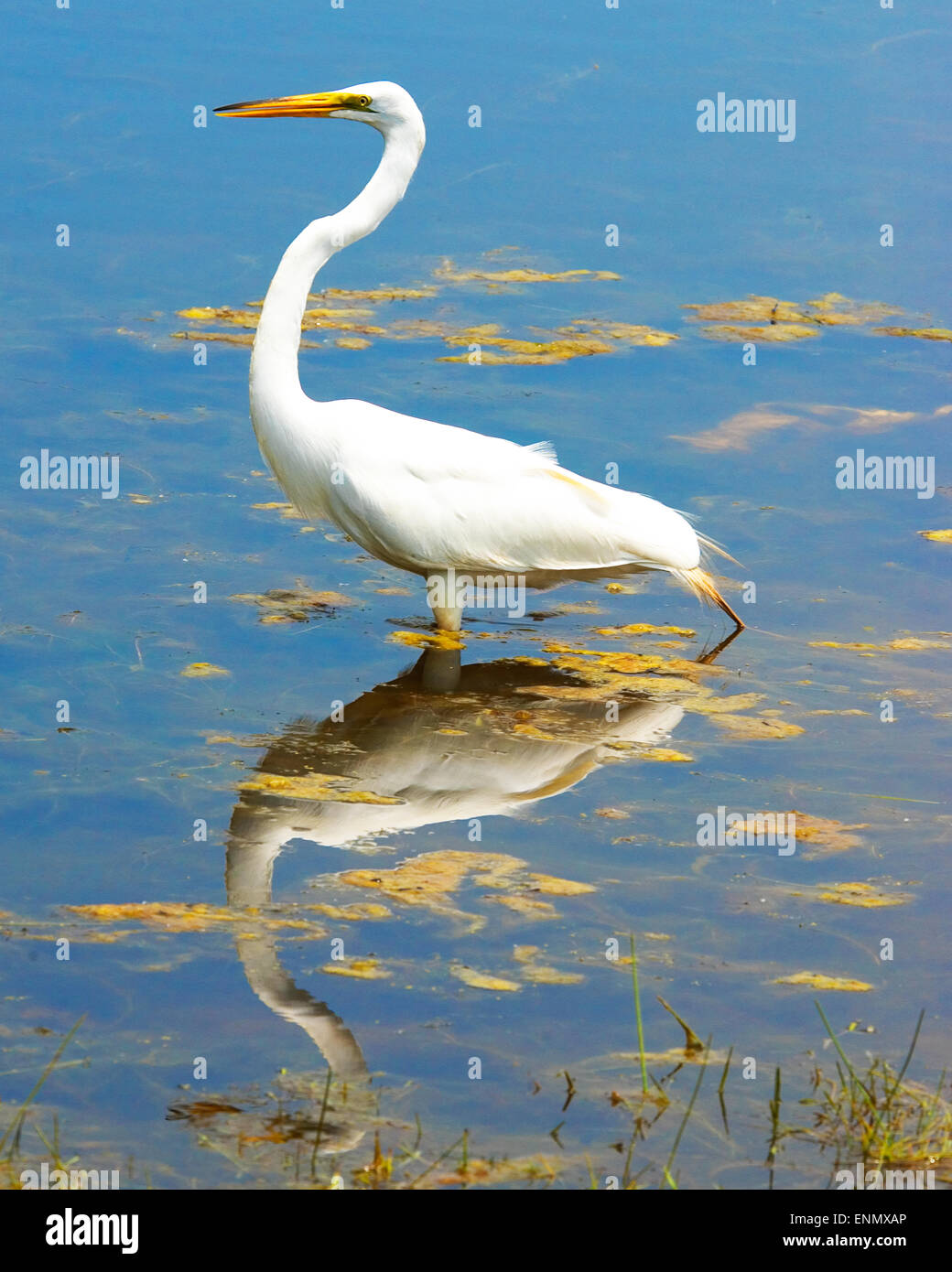 White crane water hi-res stock photography and images - Alamy