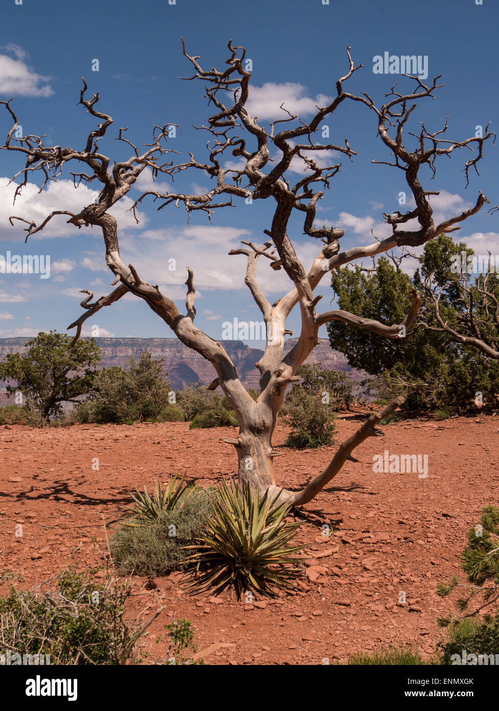 Pinon pinyon tree hi-res stock photography and images - Alamy