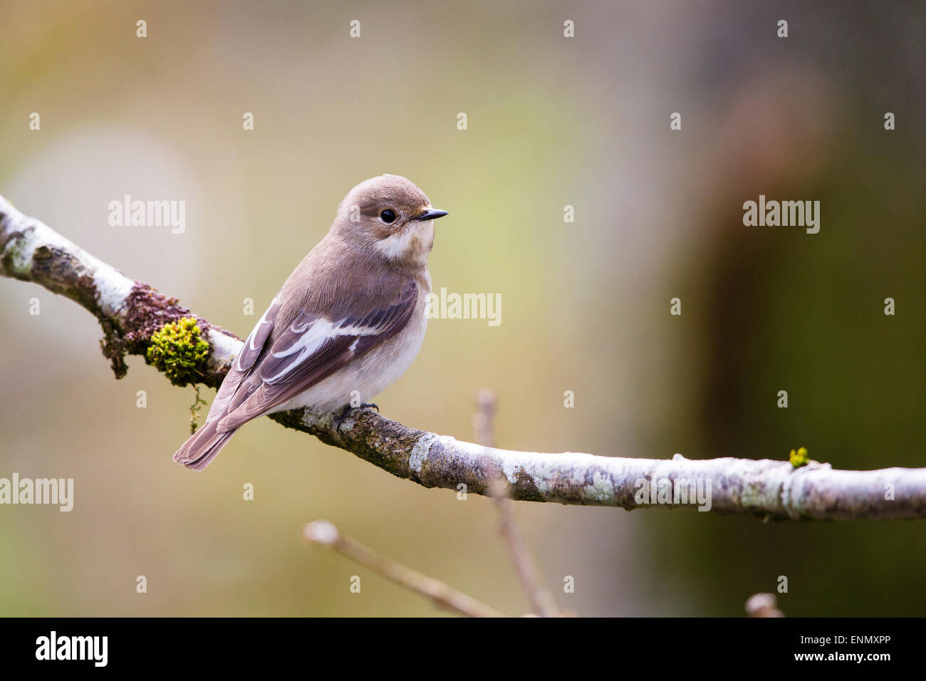 Female pied flycatcher hi-res stock photography and images - Alamy
