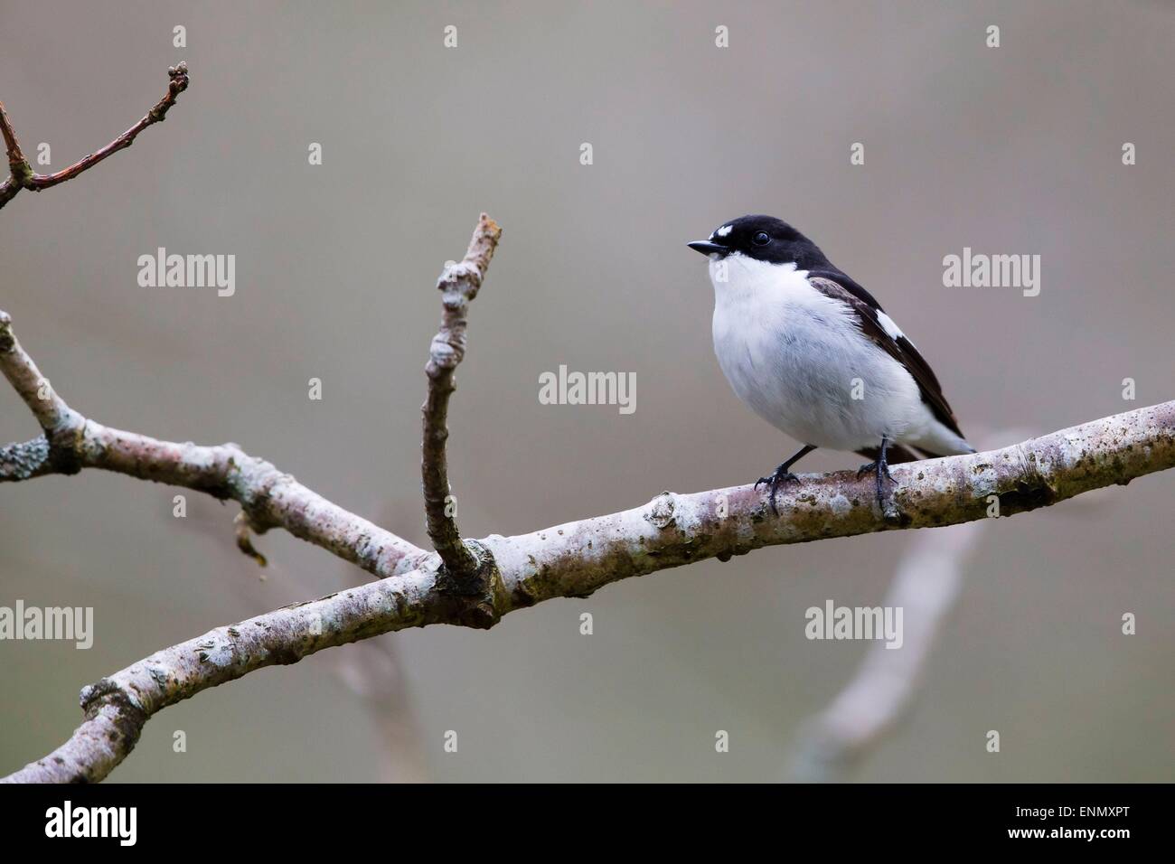Male pied flycatcher ficedula hi-res stock photography and images - Alamy