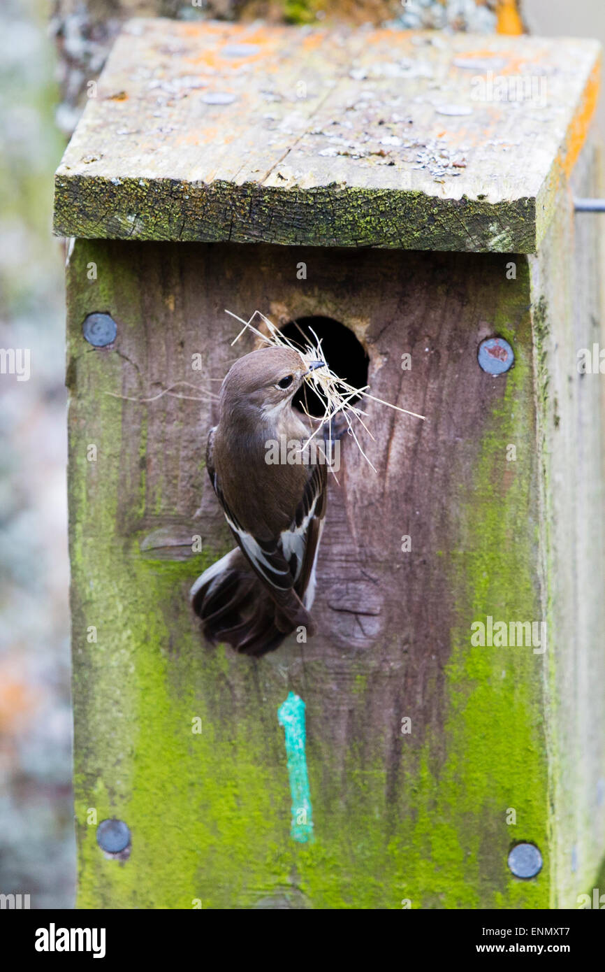 A Female pied flycatcher (Ficedula hypoleuca) entering a nest box with ...