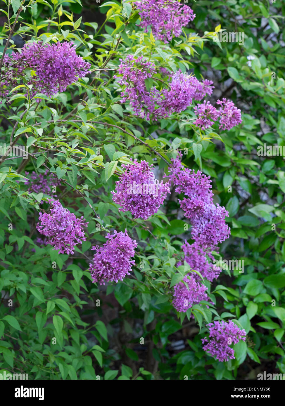 Syringa X Persica High Resolution Stock Photography and Images - Alamy