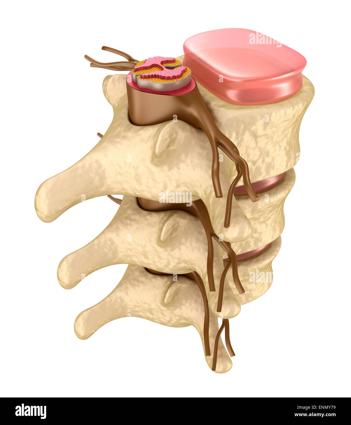 Pain in human brain Cut Out Stock Images & Pictures - Alamy