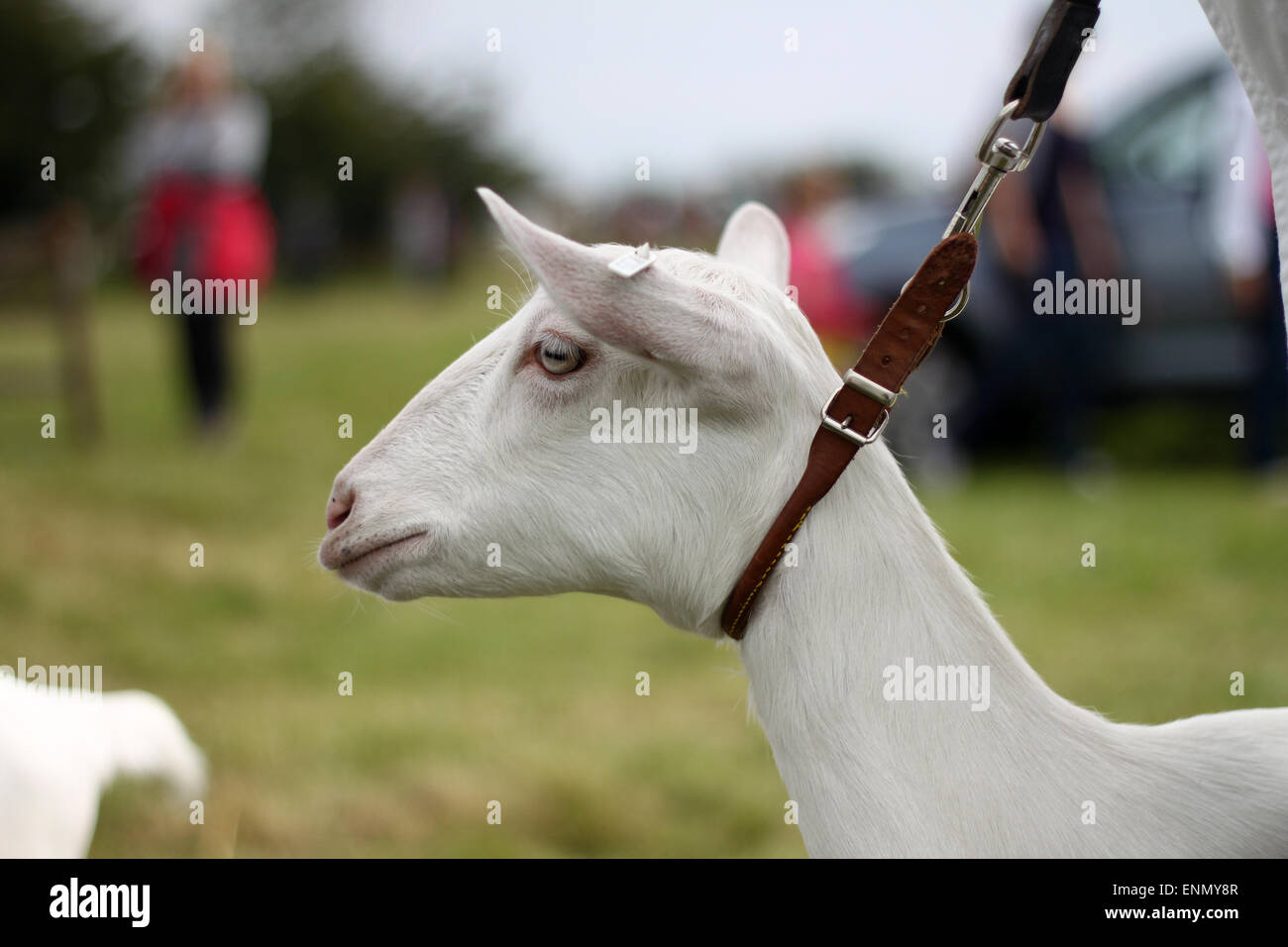 White British Saanan goat at Egton Agricultural Show in North Yorkshire ...