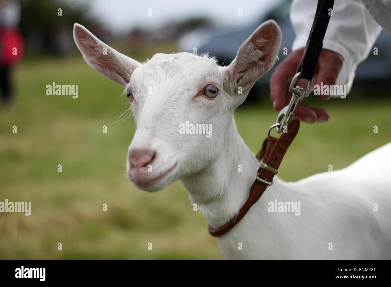 Show Goat Competition High Resolution Stock Photography and Images - Alamy