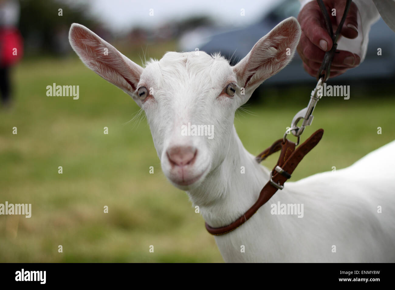 White British Saanan goat at Egton Agricultural Show in North Yorkshire ...