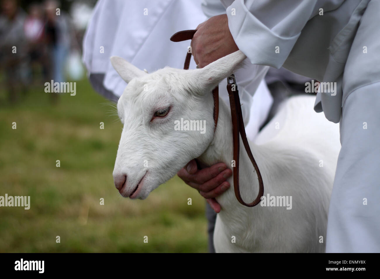Egton show agricultural yorkshire goat hi-res stock photography and ...