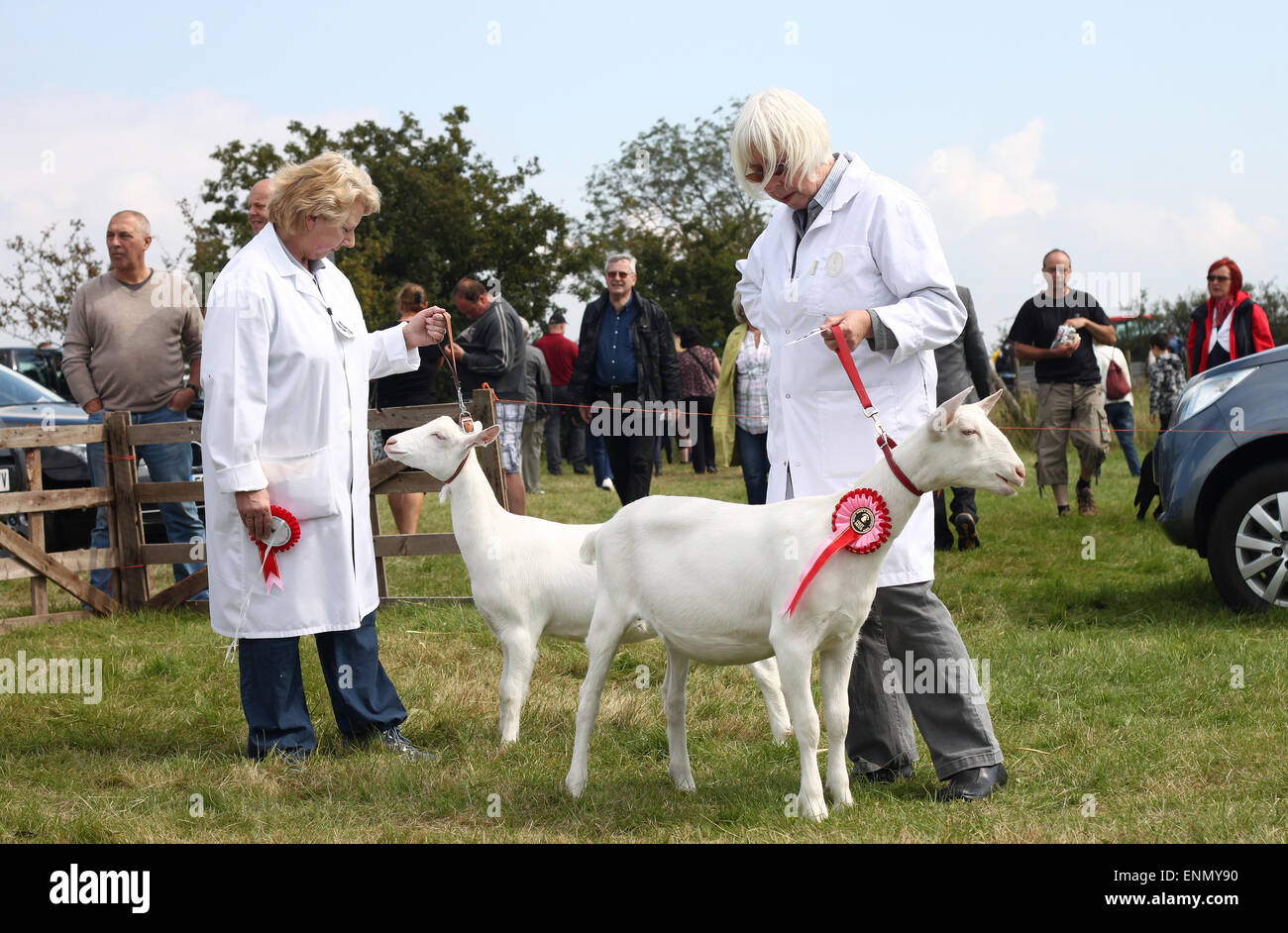 Show goats hi-res stock photography and images - Alamy