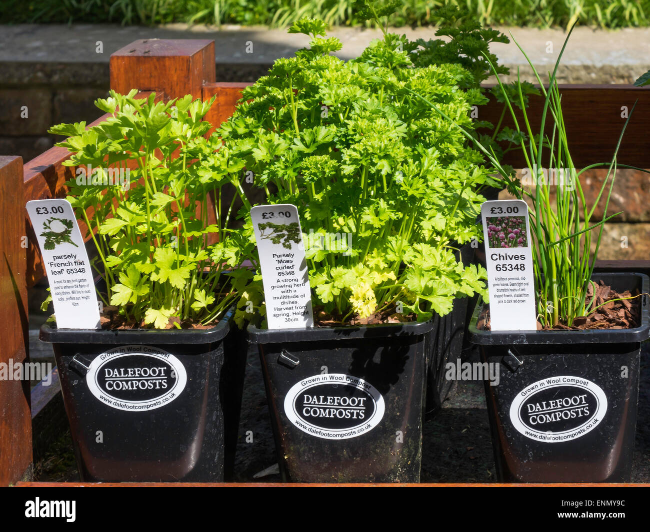 Herbs Parsley and chives grown in Yorkshire in Wool Compost for sale to ...