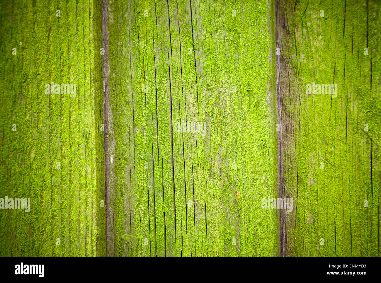 Closeup on a mossy wooden fence Stock Photo - Alamy