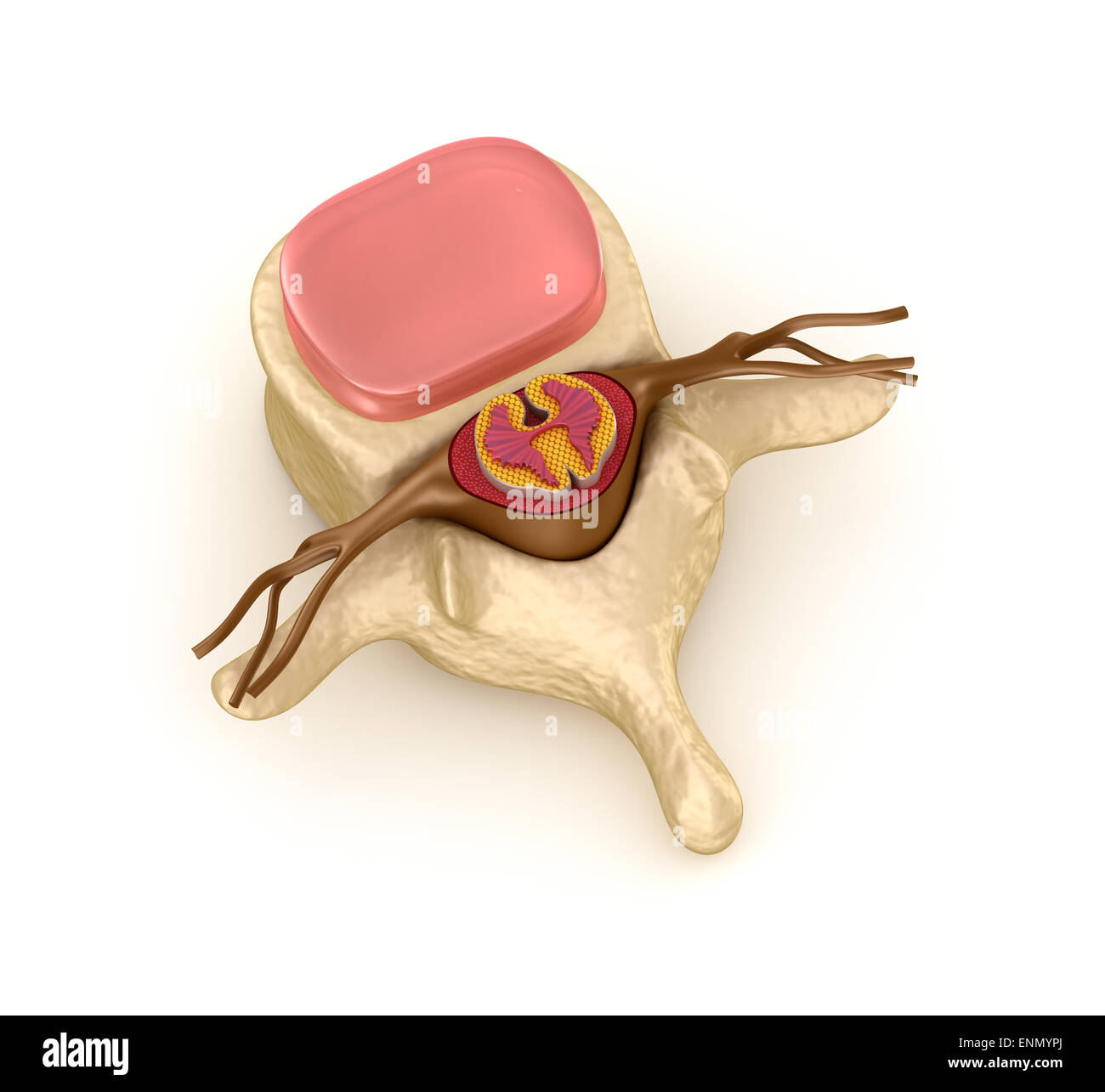 Normal lumbar spinal anatomy hi-res stock photography and images - Alamy