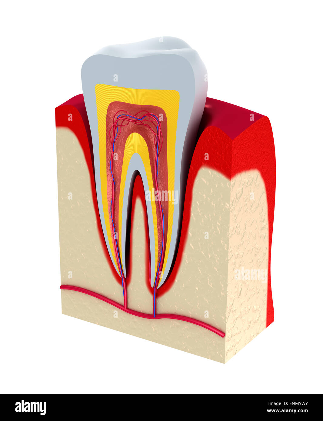 Periodontal ligament hi-res stock photography and images - Alamy