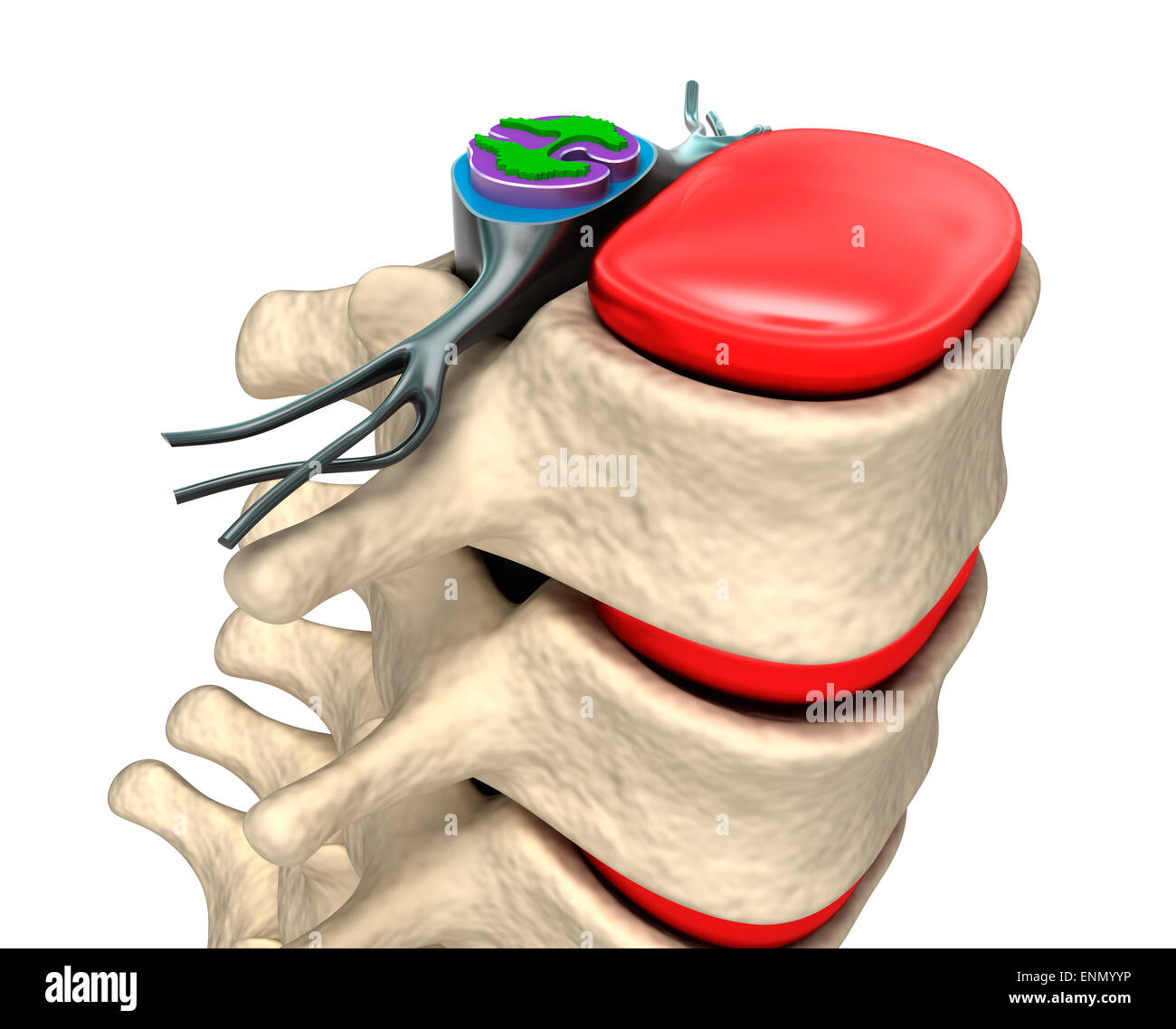 Spinal column with nerves and discs Stock Photo - Alamy