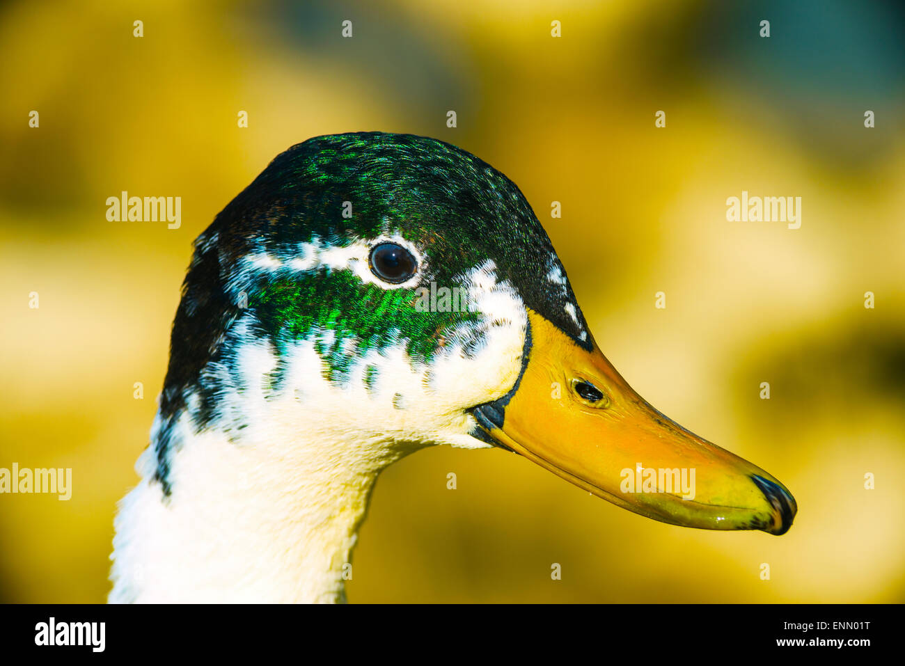 Duck your head hi-res stock photography and images - Alamy