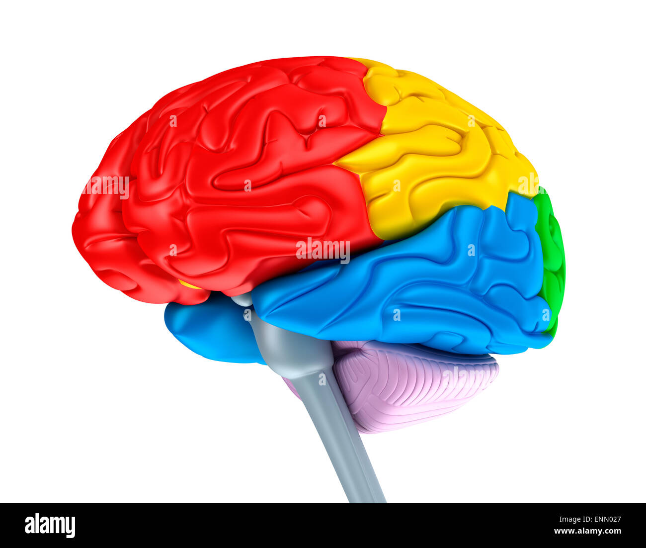 3d brain illustration cerebellum stem Cut Out Stock Images & Pictures ...