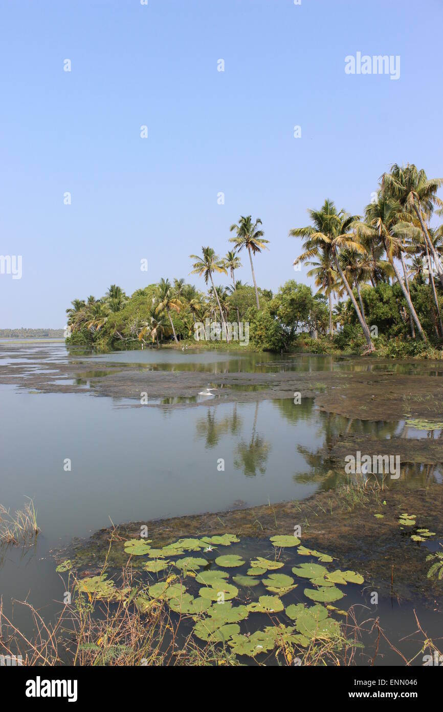 A backwater lagoon with lilly pads, Vypeen Island Stock Photo - Alamy