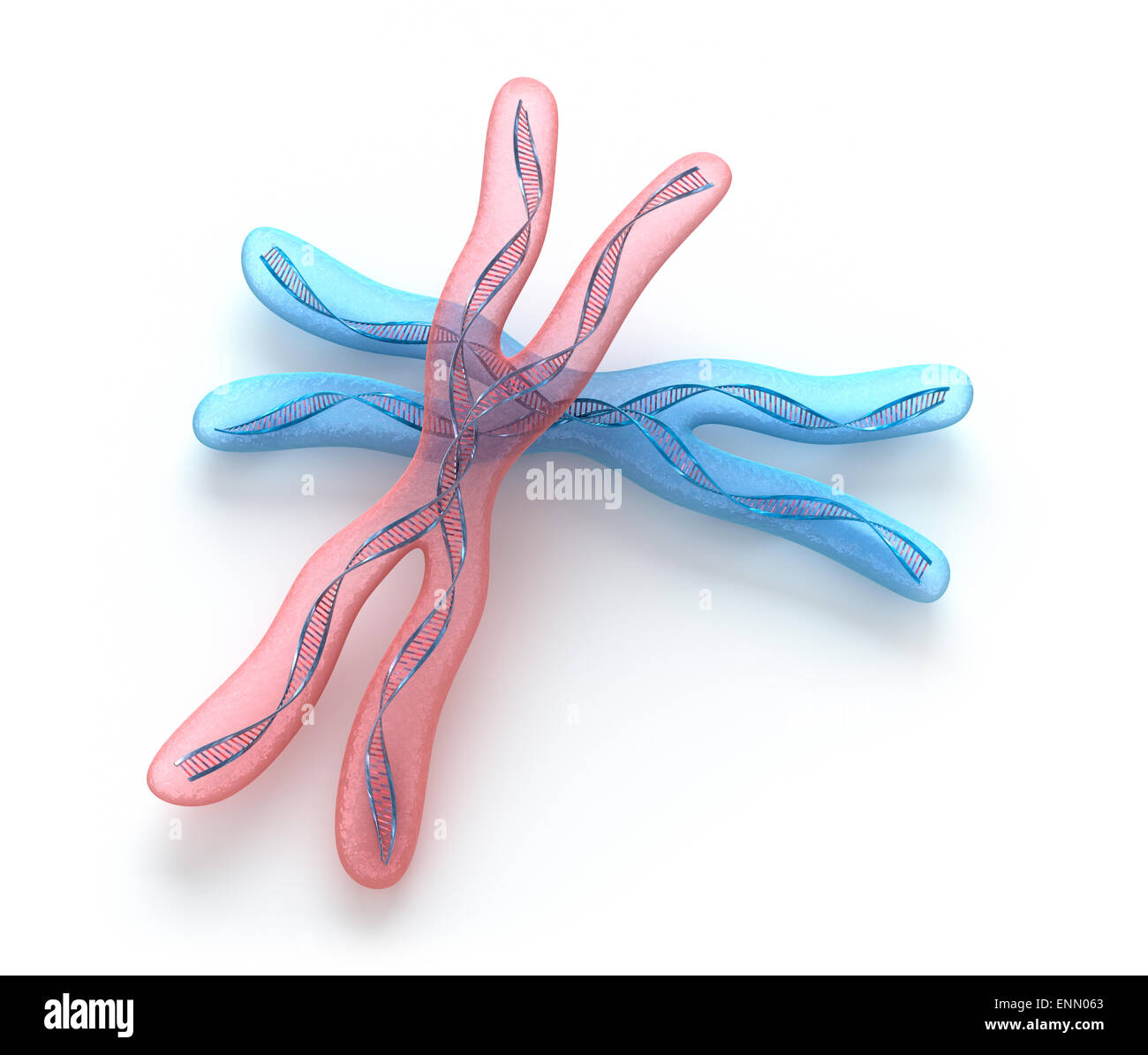 Chromosome x, DNA Strands on white Stock Photo - Alamy