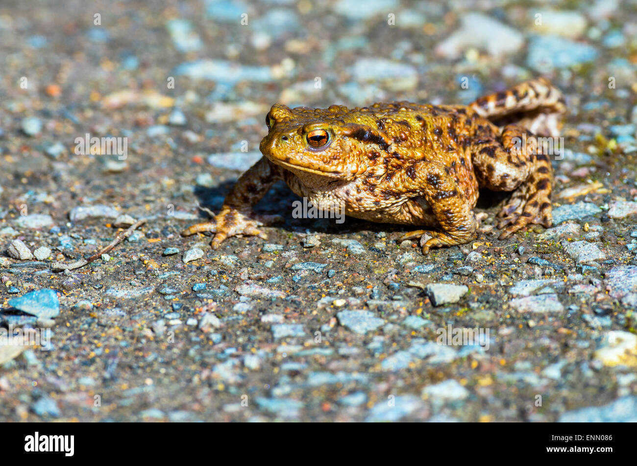 Toad amphibian hi-res stock photography and images - Alamy