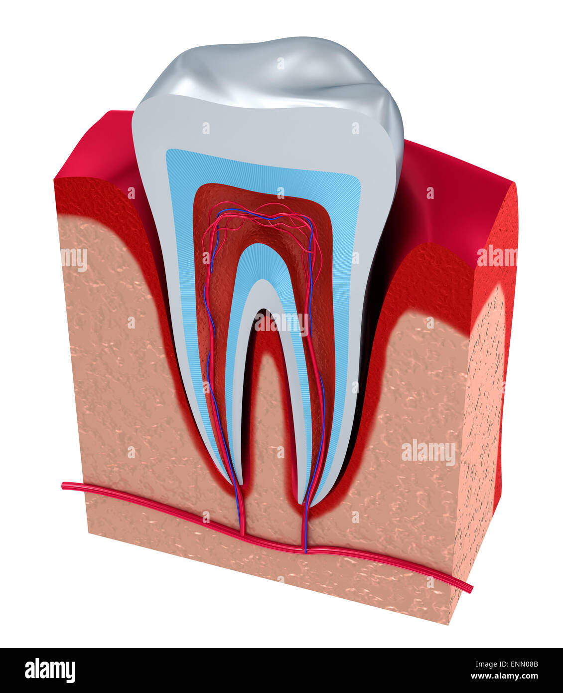 Section of the tooth. pulp with nerves and blood vessels Stock Photo ...