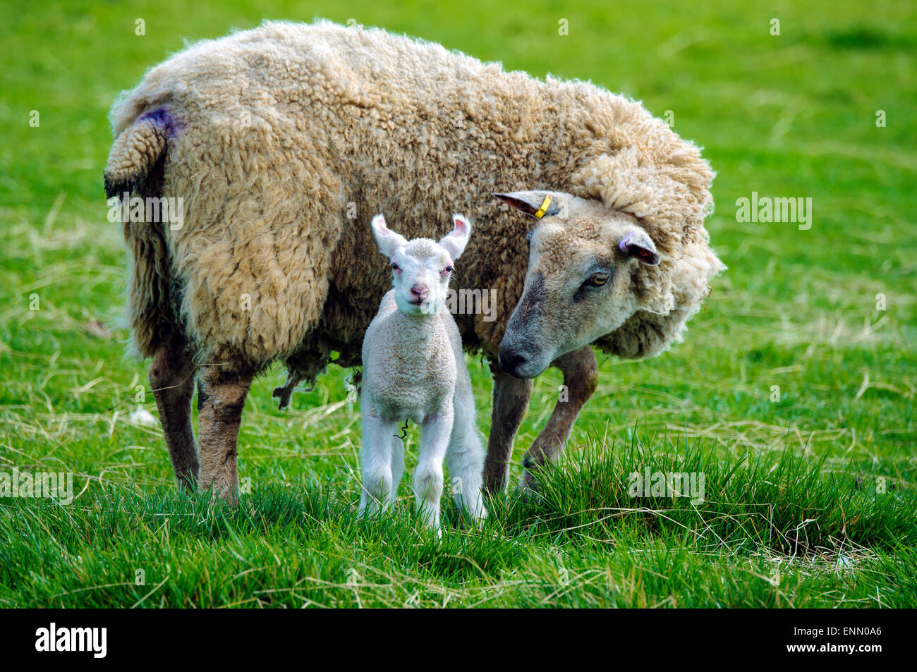 Sheep with lambs Stock Photo - Alamy
