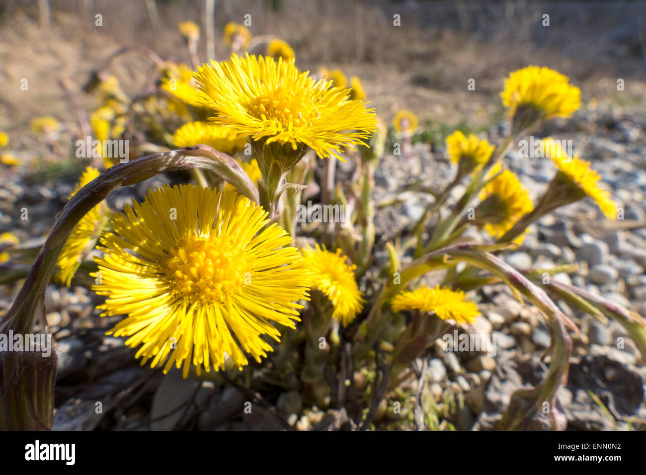 Tussilago farfara blossoms hi-res stock photography and images - Alamy