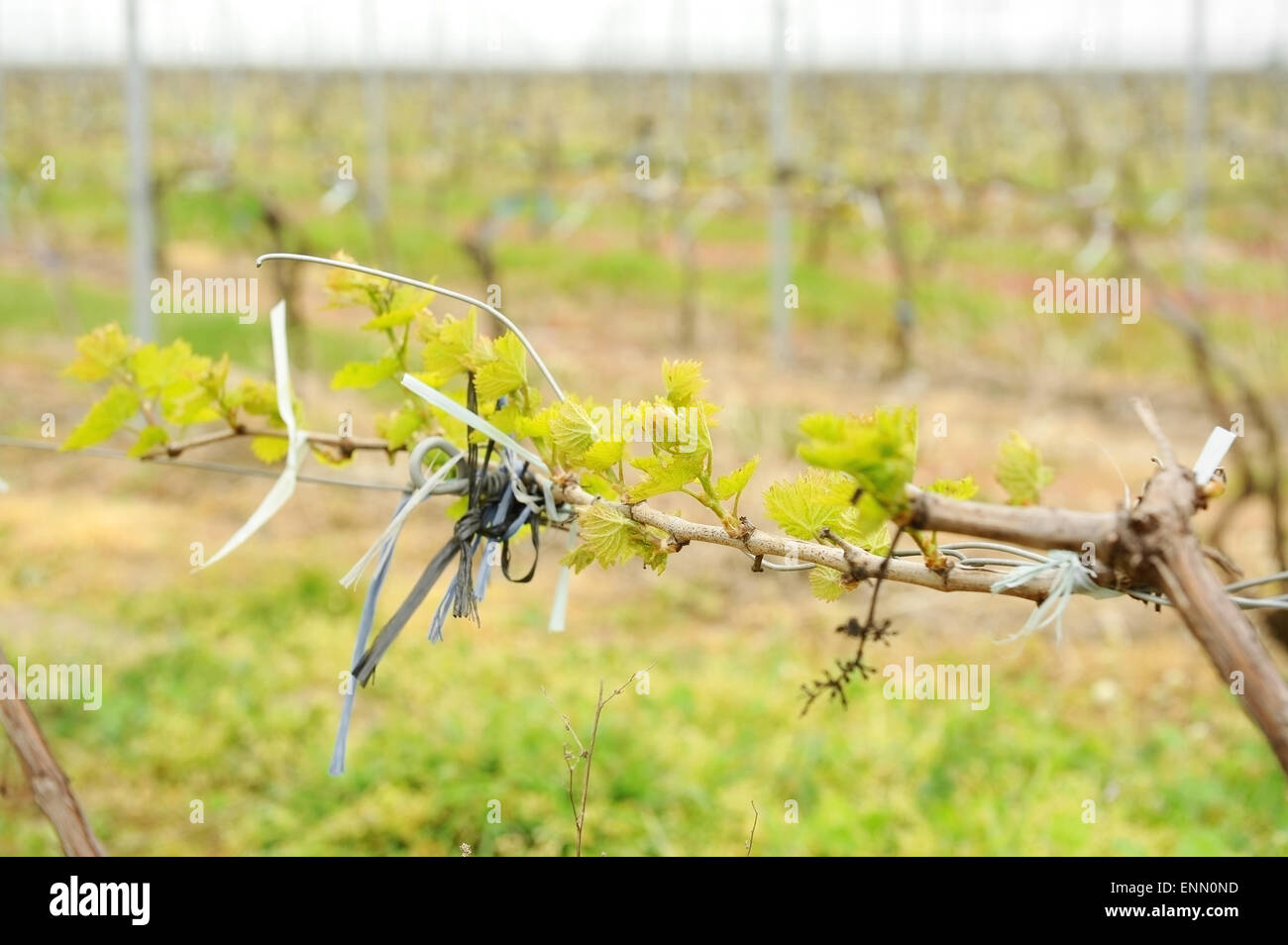 Grape vine springtime hi-res stock photography and images - Alamy