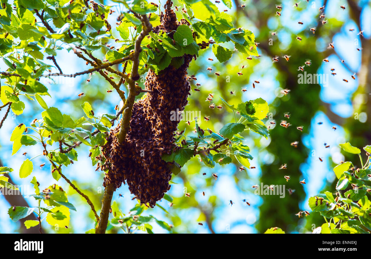 Bee Swarm High Resolution Stock Photography and Images - Alamy