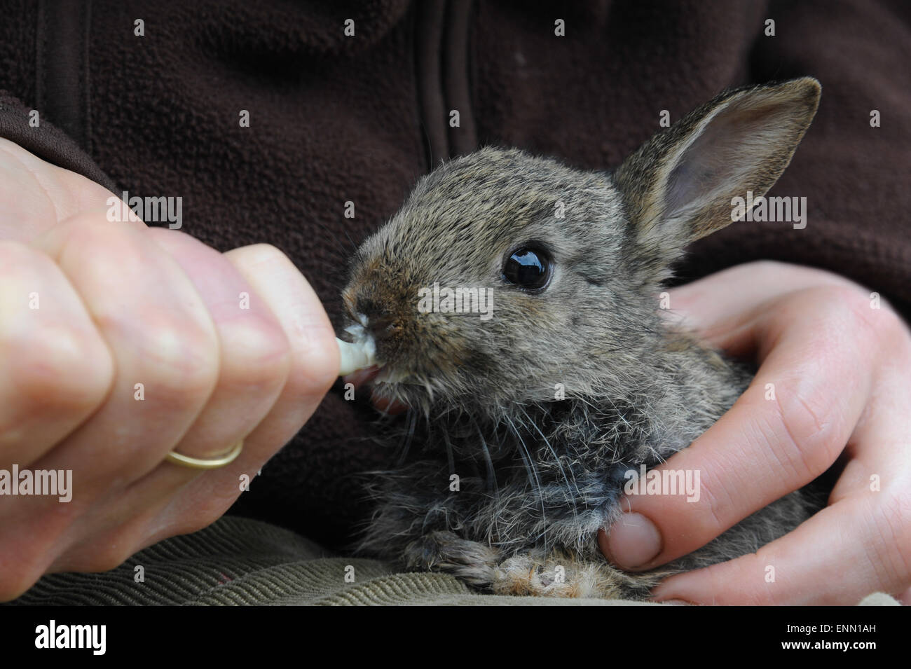 A baby European rabbit being hand-reared & fed with a syringe of milk ...