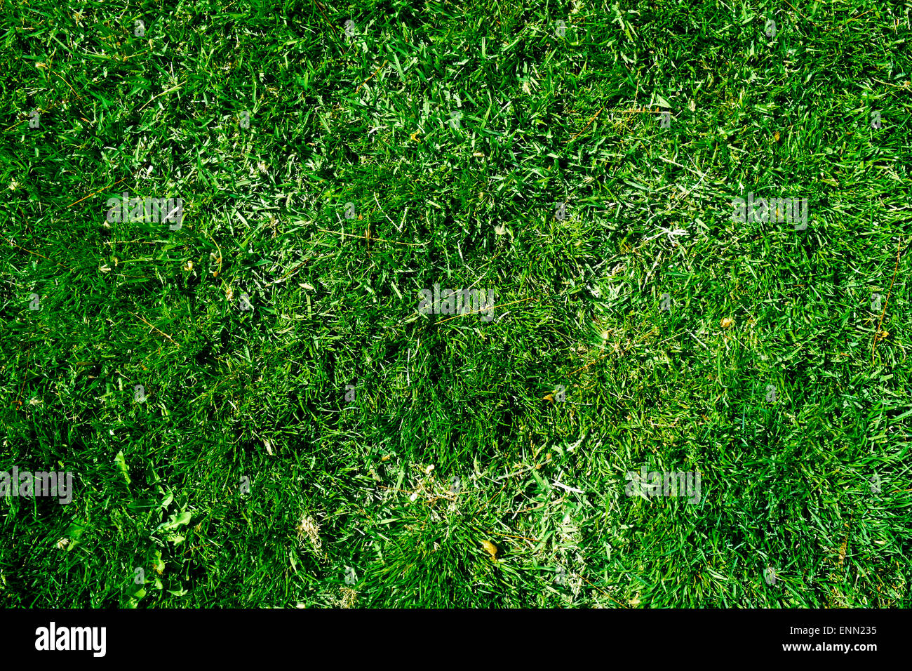 closeup of a bright green short grass Stock Photo - Alamy
