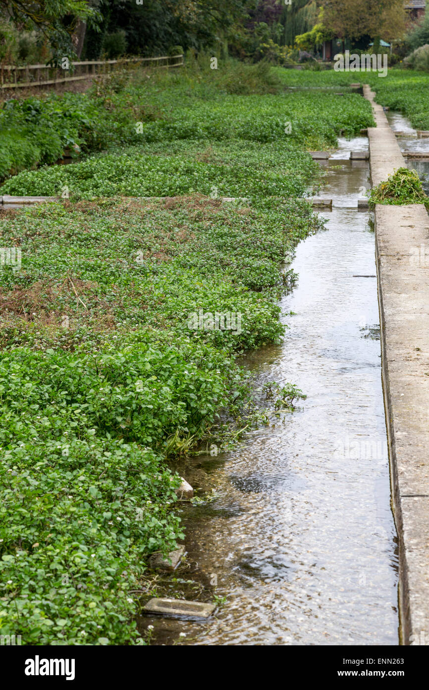 UK, England, Ewelme. Watercress Beds and Ewelme Brook Stock Photo - Alamy