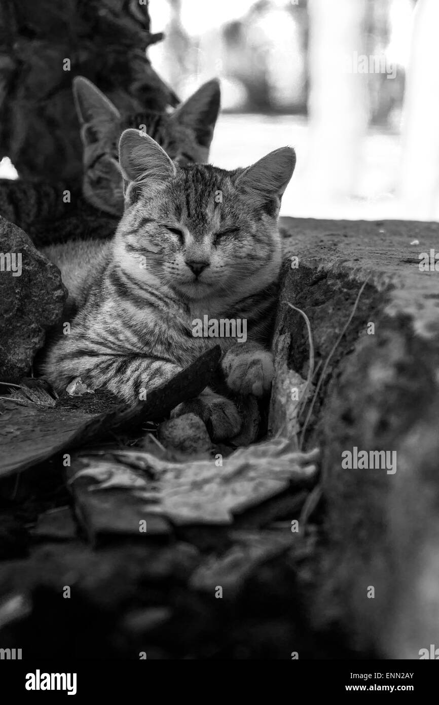 Two Greek cats Sleeping Stock Photo - Alamy
