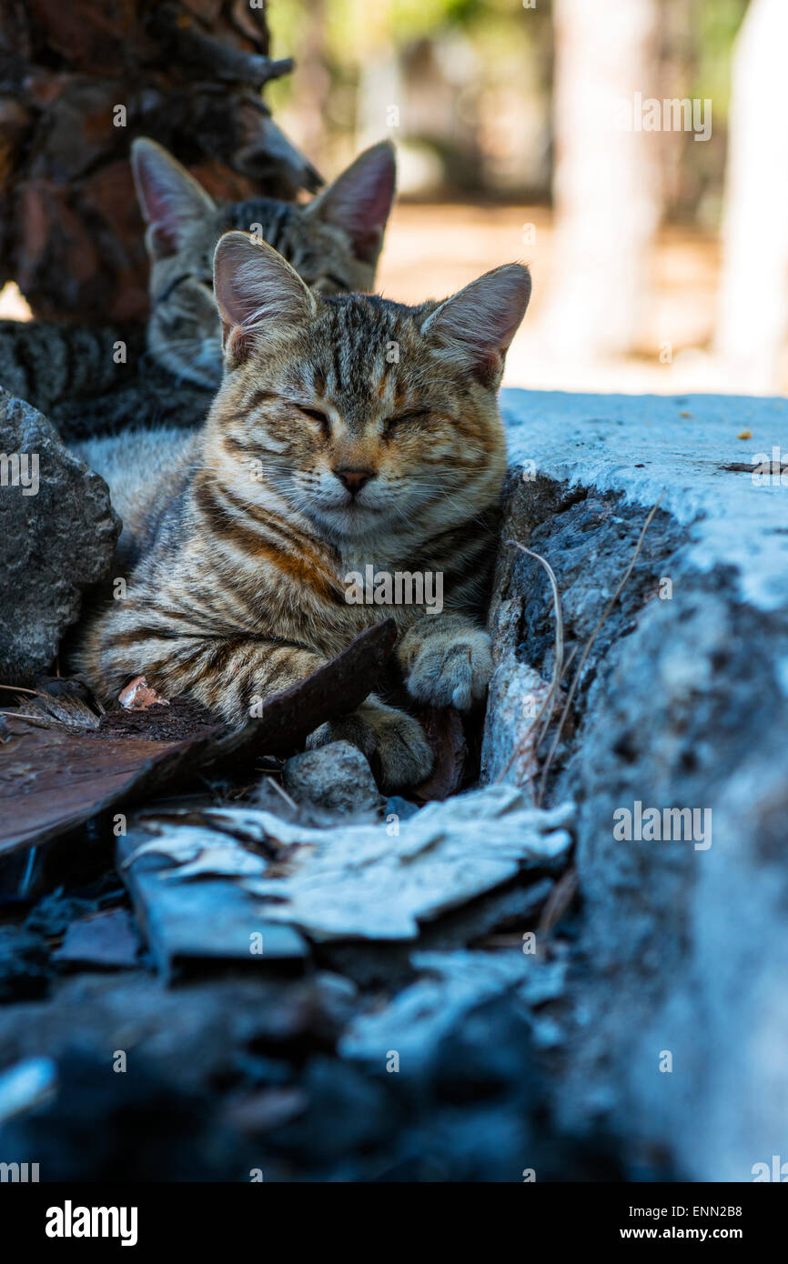 Greek cats sleeping Stock Photo - Alamy
