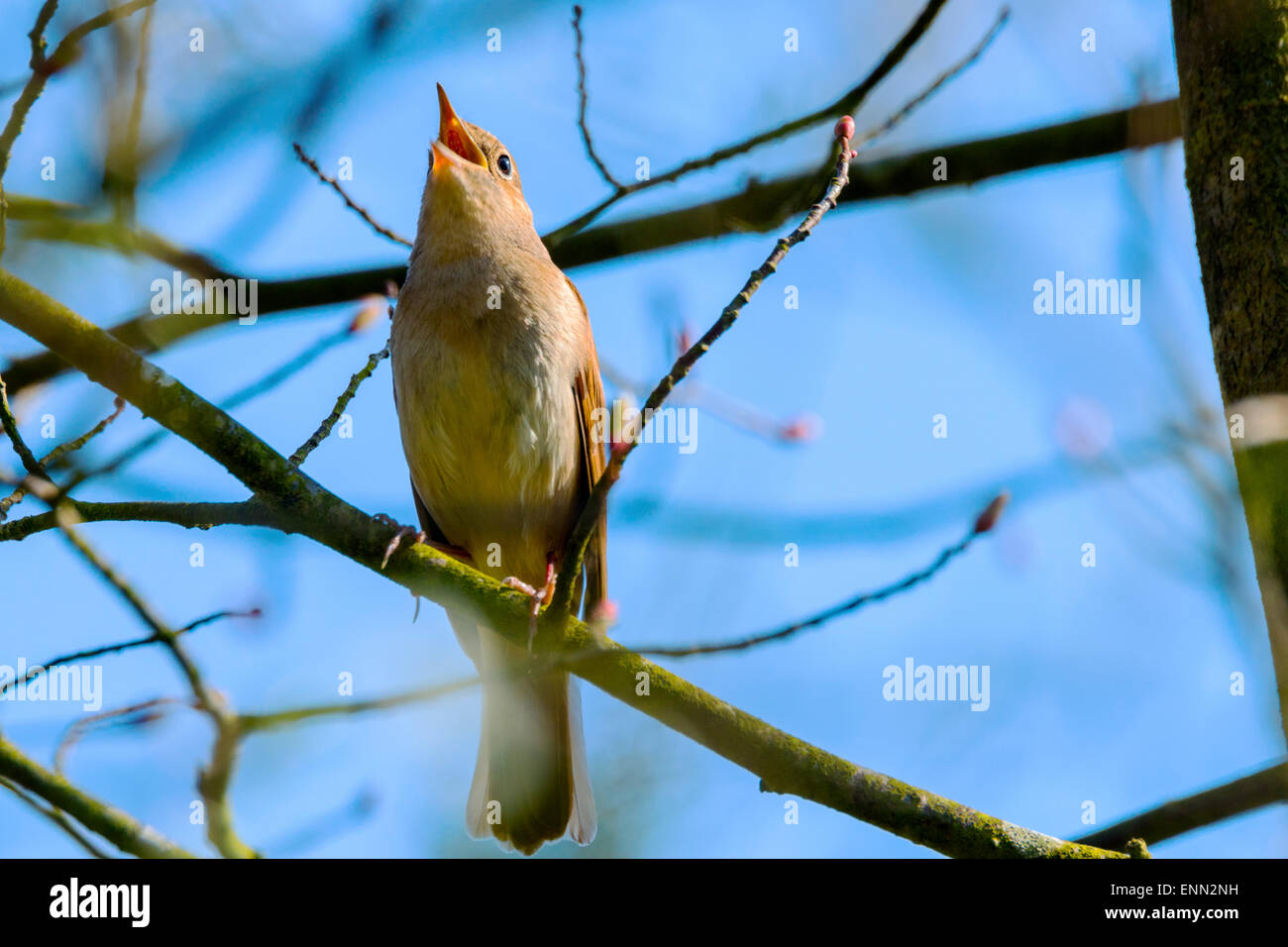 Nightingale singing hi-res stock photography and images - Alamy