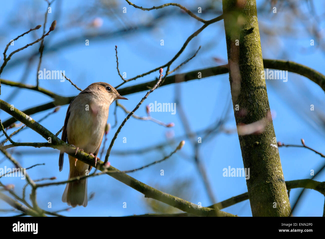 Nightingale uk hi-res stock photography and images - Alamy