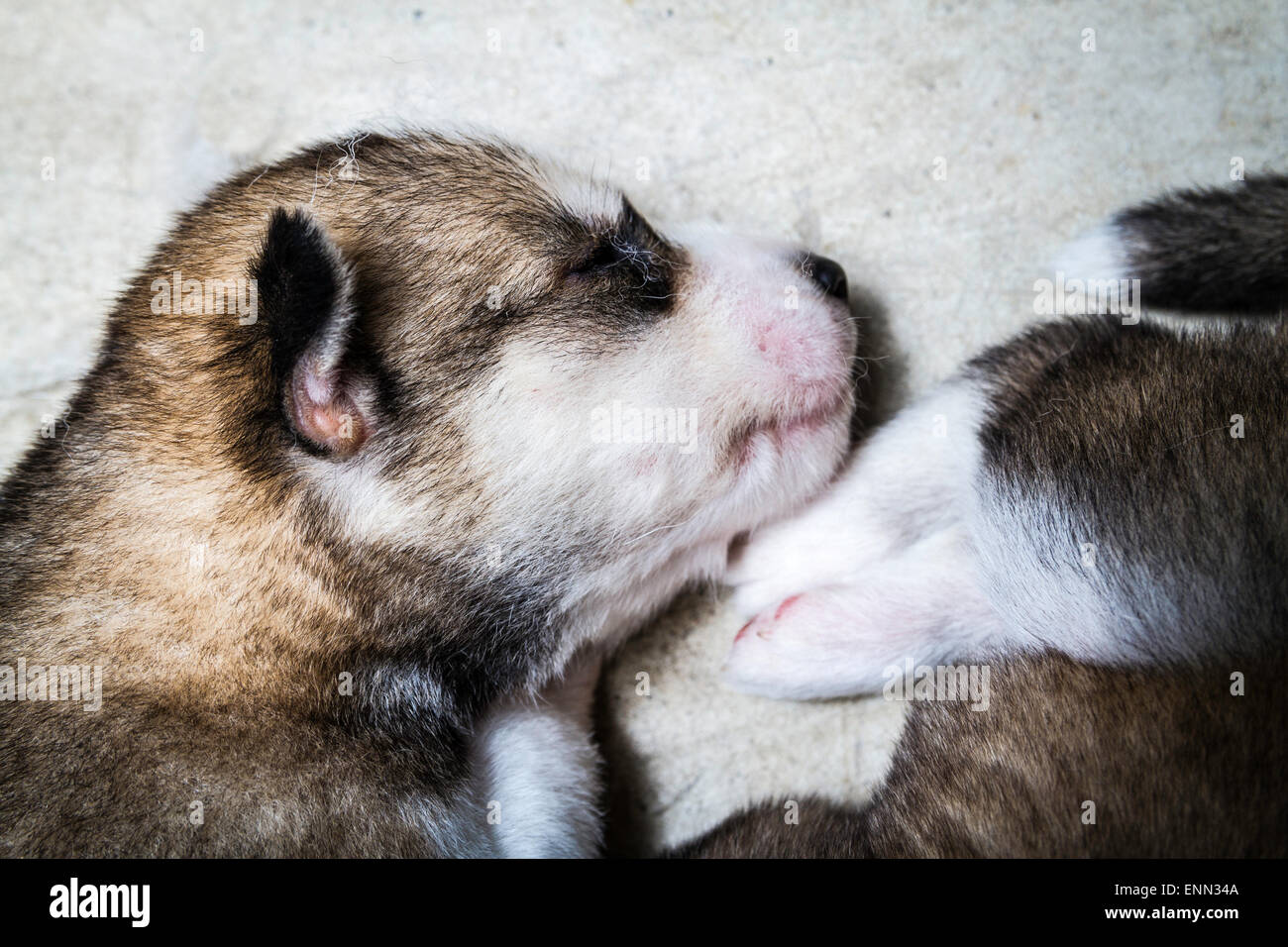 Sleepy two week old husky puppies with their cute little faces Stock ...